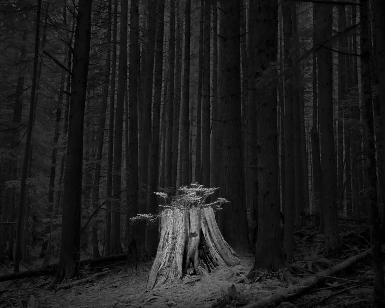 The Missing Forest Remnants The Missing Forest Remnants
